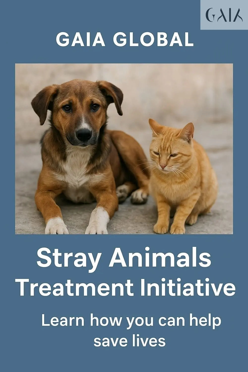 Gaia Global Stray Animals Treatment Initiative 2025 – GAIA